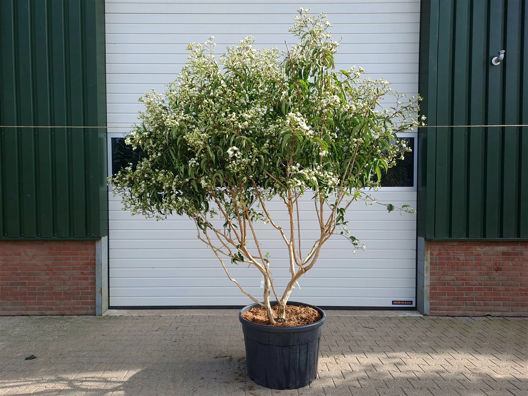 7 meerstammige bomen voor in een kleine tuin | van IJmeren