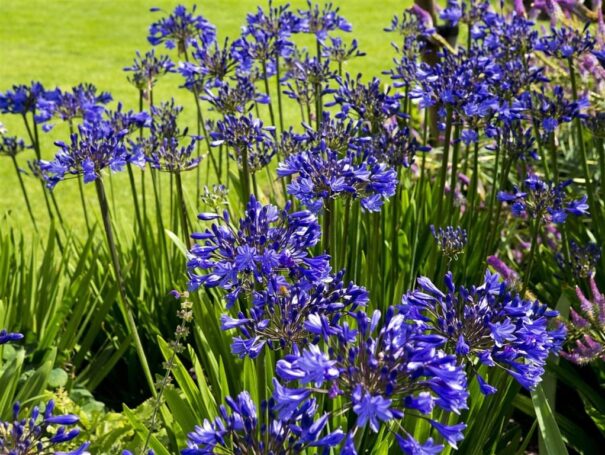 Borderplanten van kwaliteit kopen? - Boomkwekerij van IJmeren