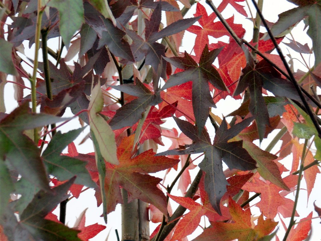 Alles over de Lei Amberboom | van IJmeren