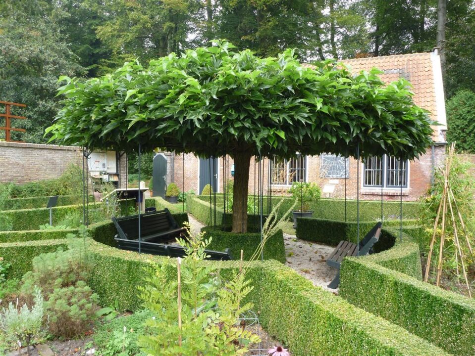 Daklinde Pallida kopen bij Van IJmeren Online