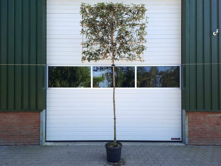 Steeneik | van IJmeren