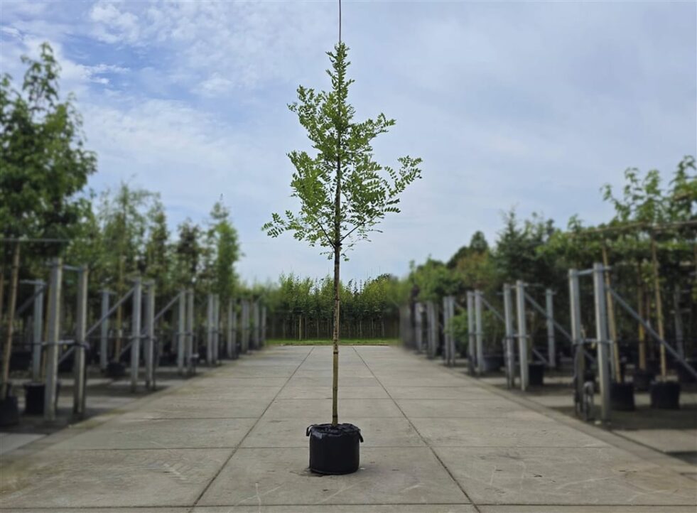 Honingboom kopen bij Boomkwekerij van IJmeren