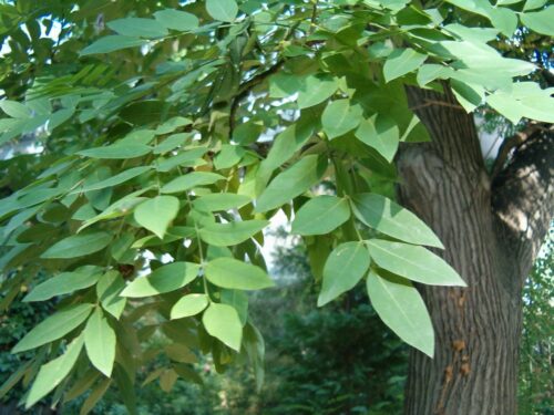 Honingboom kopen bij Boomkwekerij van IJmeren