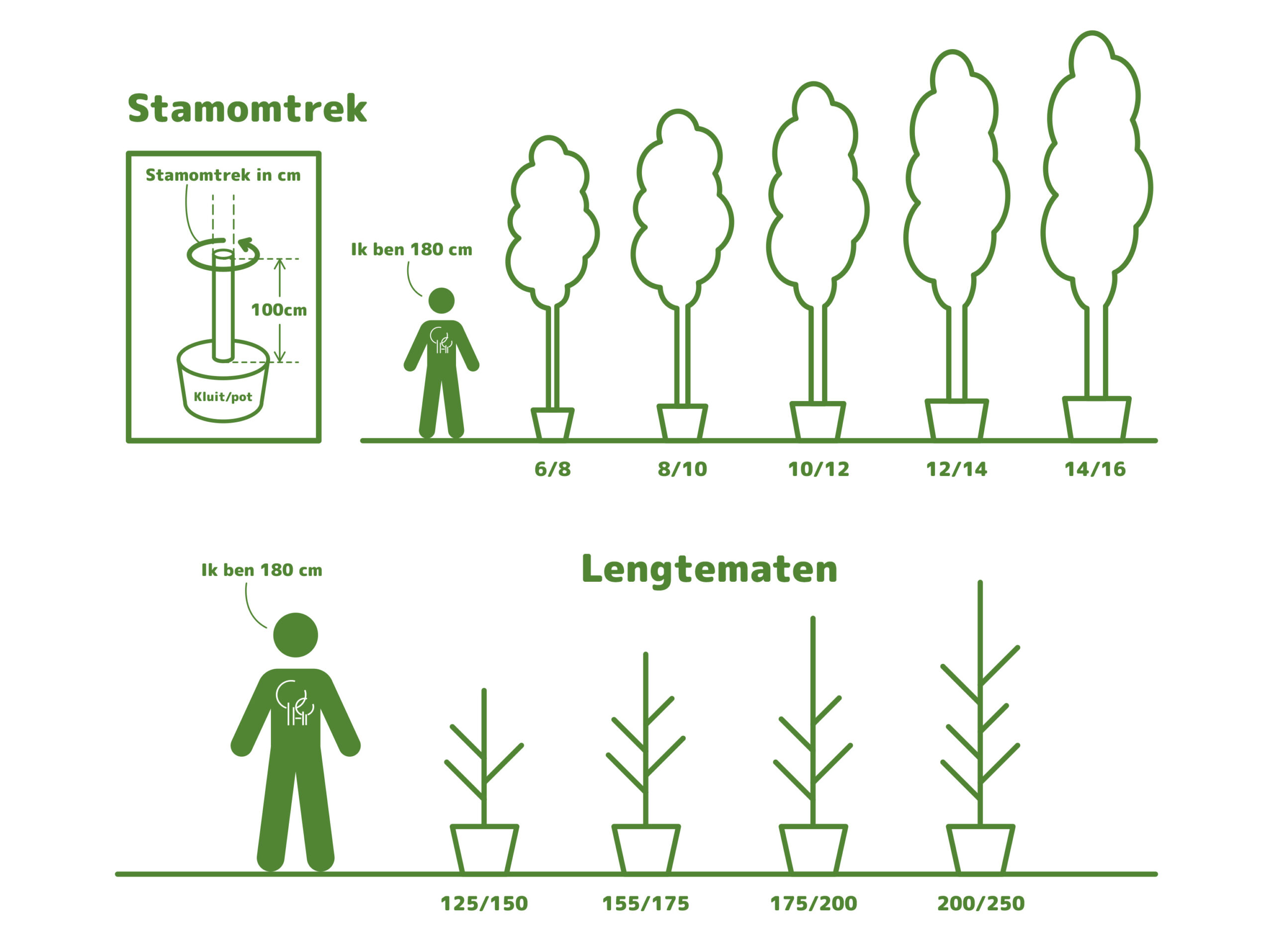 Esdoorn bestellen bij Boomkwekerij van IJmeren