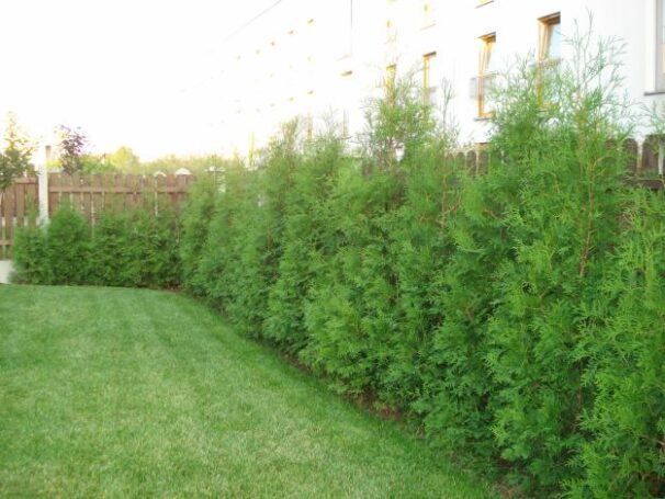 Coniferen soorten | Boomkwekerij Van IJmeren