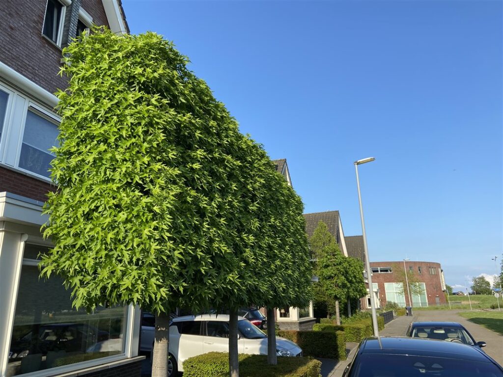 Wat is de beste tijd om leibomen te planten? | Van IJmeren