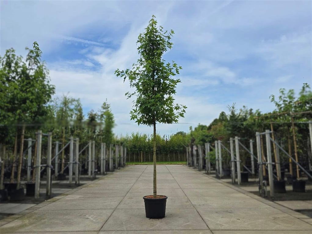 Winterharte Zierbäume | van IJmeren