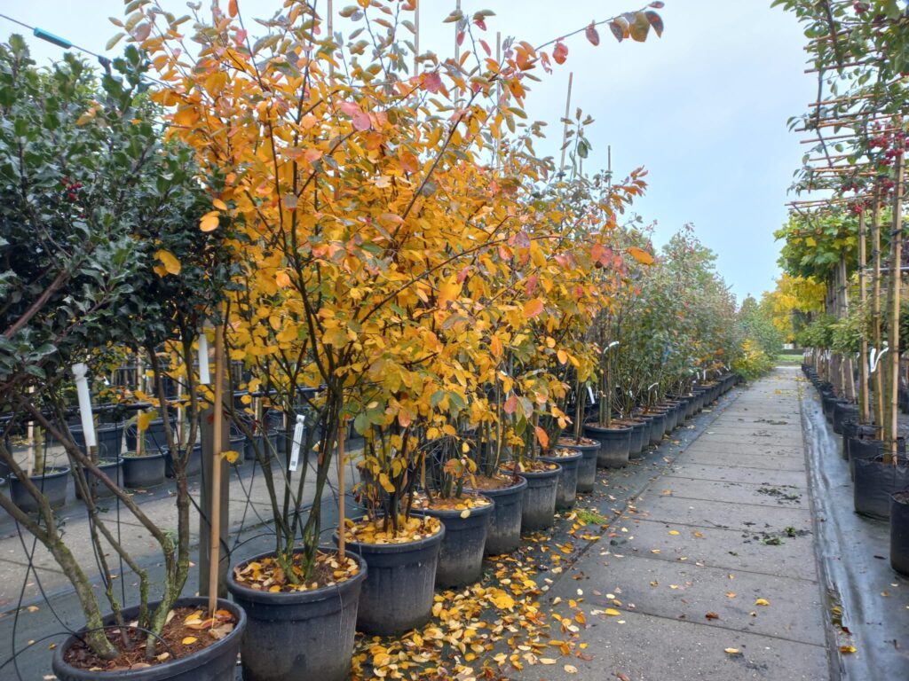 7 meerstammige bomen voor in een kleine tuin | van IJmeren
