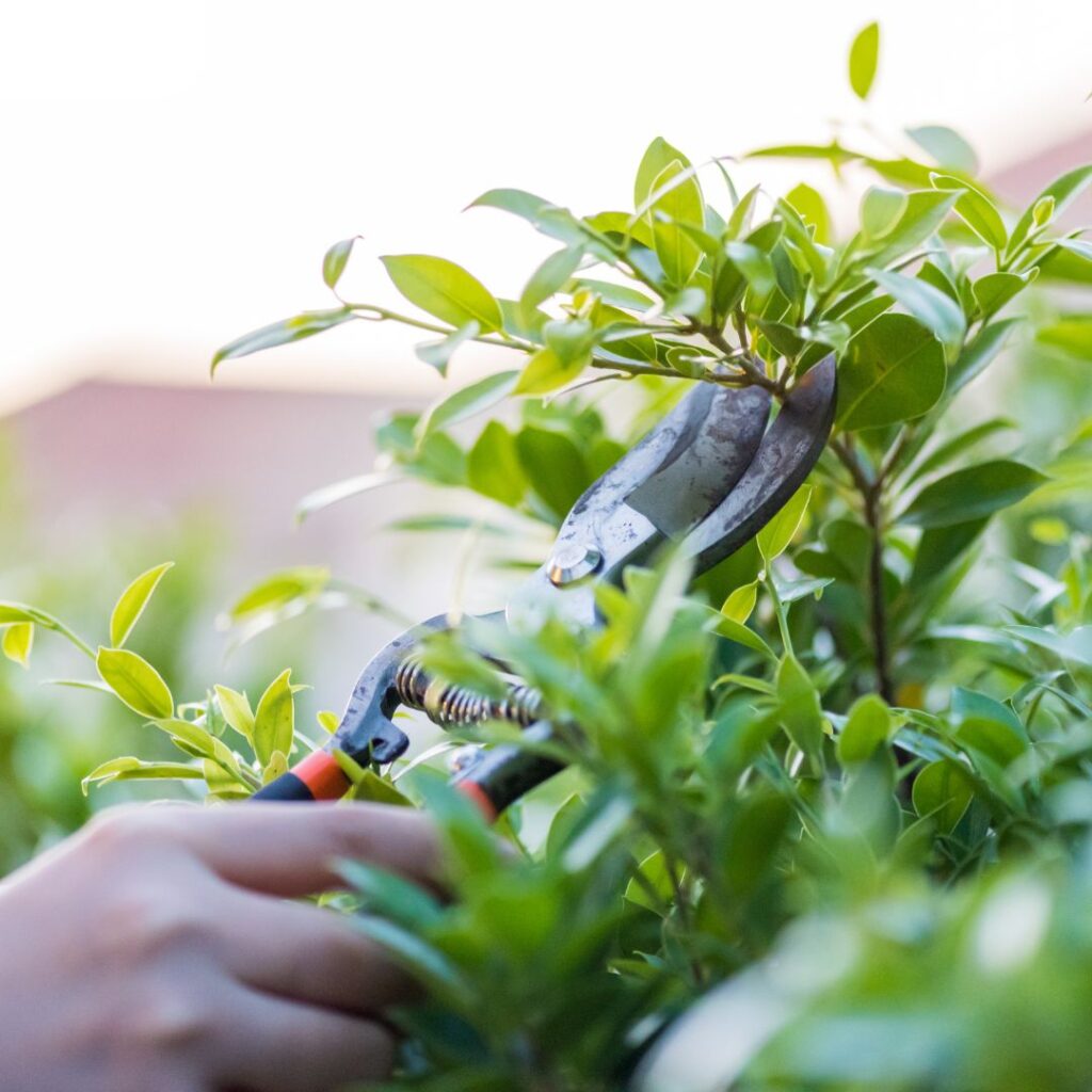 Bomen verzorgen in de lente | Boomkwekerij Van IJmeren