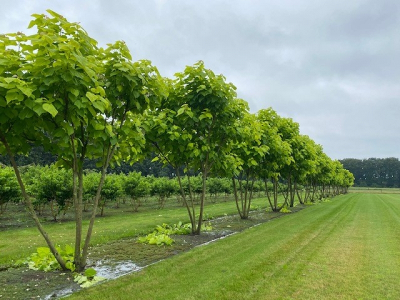Natuurlijk kweken | Boomkwekerij Van IJmeren
