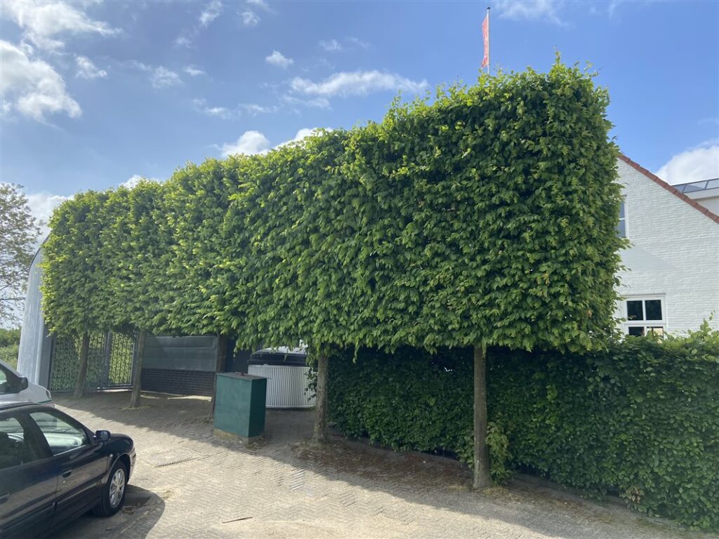 Wat zijn de 5 populairste leibomen? | Boomkwekerij van IJmeren