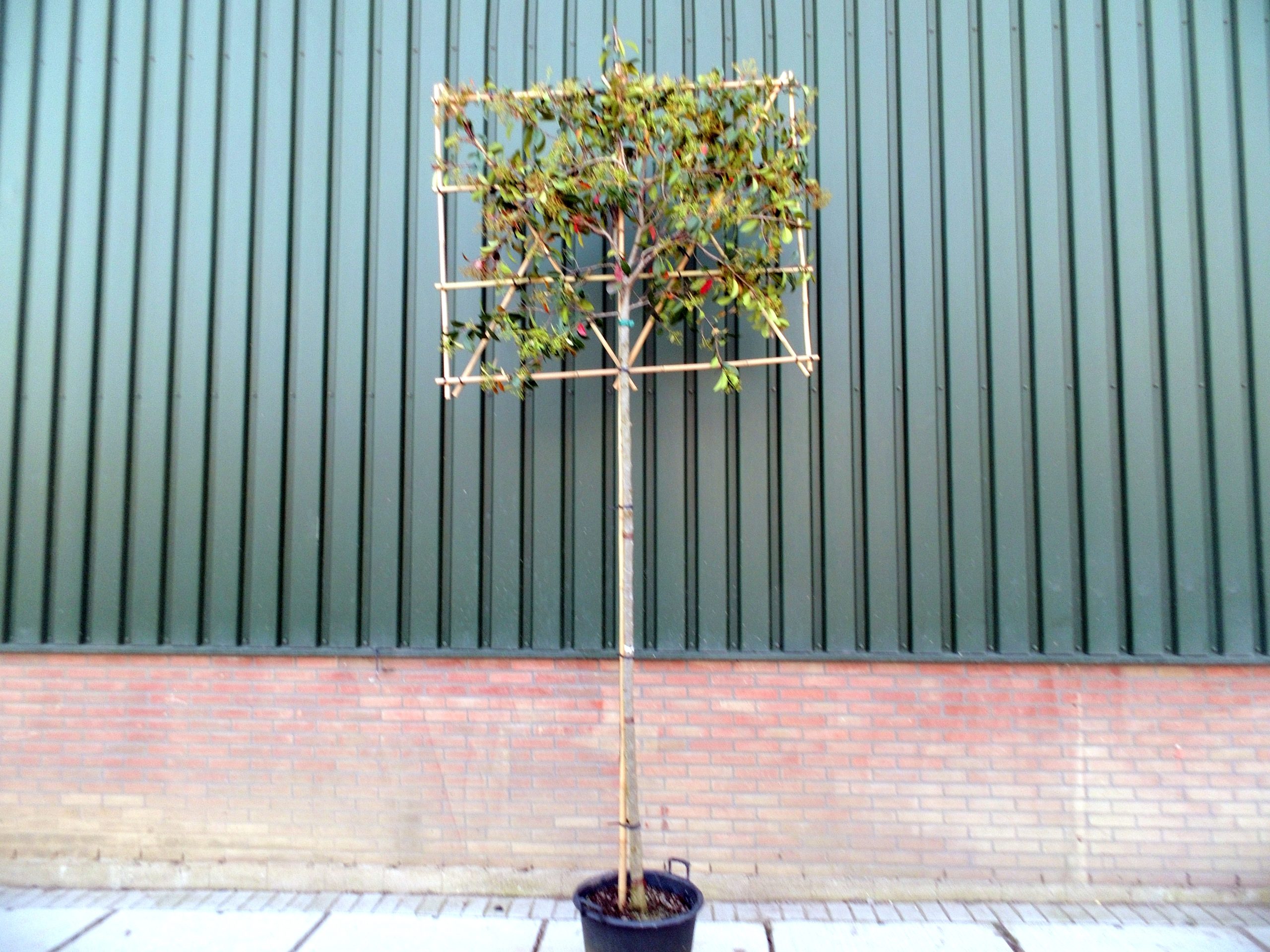 De 5 mooiste wintergroene leibomen | Boomkwekerij van IJmeren