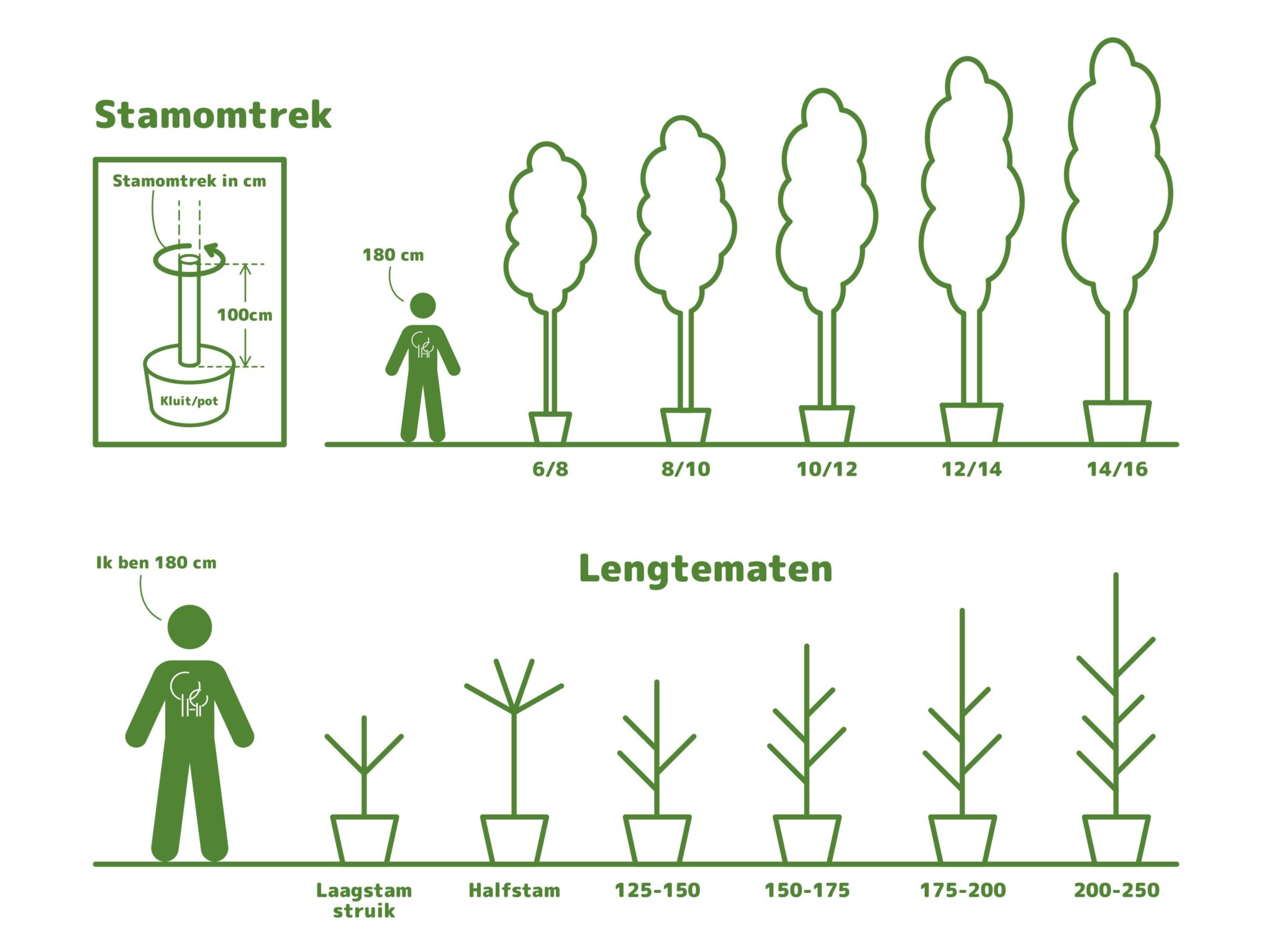 Leilinde leiboom kopen? Leilindes met scherpe prijs!
